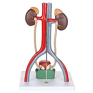 Axis Scientific Anatomy Model of Male Urinary System | Urinary System Model is 13.5 Inches Tall | Features Kidneys with Adrenal Glands, Ureters, and Bladder | Includes Product Manual