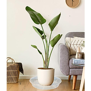 Afrine 2 Pack Plant Saucer Drip Tray 12 inch, Heavy Sturdy Plastic Planter Flower Pot Saucers for Indoor Outdoor Garden, Plant Water Drip Trays for pots (12" 2Pack, Clear)