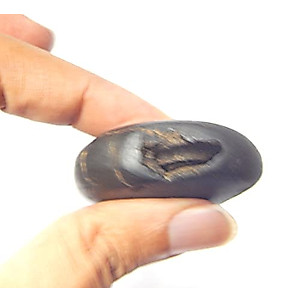 phoenix888 Adwaitya Maha Laxmi Sudarshan Maha Vishnu Shaligram Nepal