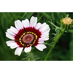 Painted Daisy Seeds for Planting Outdoors, 2.5 Grams of Flower Seeds, Chrysanthemum Carinatum, Tricolor Daisy