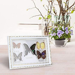 xianshi Butterflies Specimen, Home Ornament 7.7 * 11.6 * 1.6 in 5pcs Butterflies Real Butterflies Specimens Home Decor Specimen, Birthday Gift for Friends Colleagues(White Box)