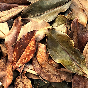 Magnolia Leaf Litter, 30-35 Premium Whole Natural Organic Hand Picked Leaves for Bioactive Enclosures, Reptiles, Amphibians