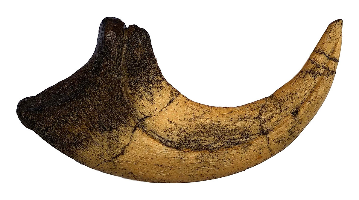 Deinonychus Raptor Claw Replica - Museum Quality Fossil