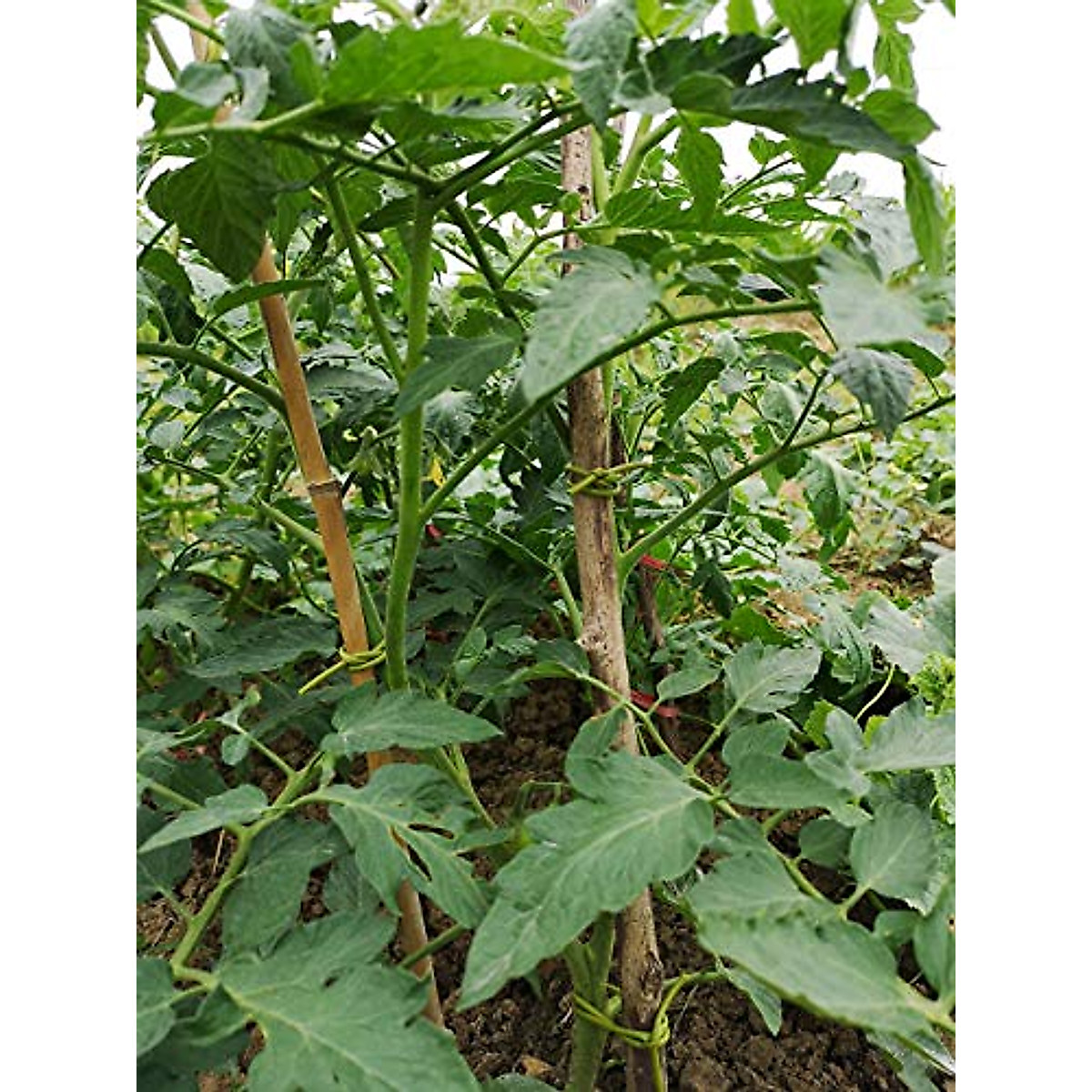 TIPU Soft Rubber Garden Twine, Reusable and Adjustable Plant Tie Without Wire Interior, Hollow Stretch Rubber Twine Expands with The Growth Plant/Fruit Tree, Green, 262 FT