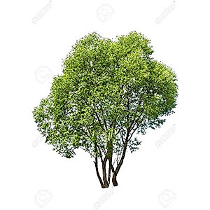 50 Fast Growing Trees - Hybrid Willow Tree Cuttings to Grow for Privacy or Shade - Guaranteed to Grow