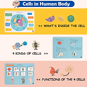 Freebear Montessori Busy Book for Kids, Human Body Anatomy Book for Toddlers, Preshool Kindergarten Learning Activities, Autism Sensory Toys, Travel Toys, Gifts for Girls and Boys 4 5 6 7 8 Years