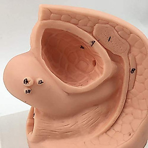 Catheterization Model, Female Internal and External Catheterization Model- PVC Manikin Teaching Model - for Gynecology Medical Educational Training Aid Medical Practice Traning Model Nursing Trainin