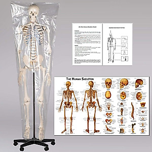 TakeTex 70.8" Life-Size Human Skeleton Model, Including Anatomical Skeleton Model + Colorful Chart + Cover