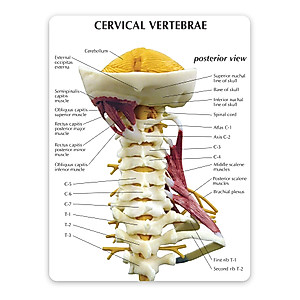 GPI Anatomicals - Deluxe Muscled Cervical Vertebrae Model, Spine Model Replica for Human Anatomy and Physiology Education, Anatomy Model for Doctor's Office and Classrooms, Medical Learning Resources