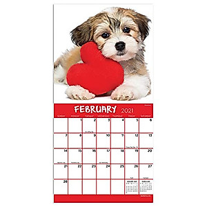 TF PUBLISHING 2021 Puppies Mini Wall Calendar - Animal Photographs with Contacts and Notes Space - Home or Office Planning and Organization in Compact Spaces - Premium Gloss Paper 7"x7"