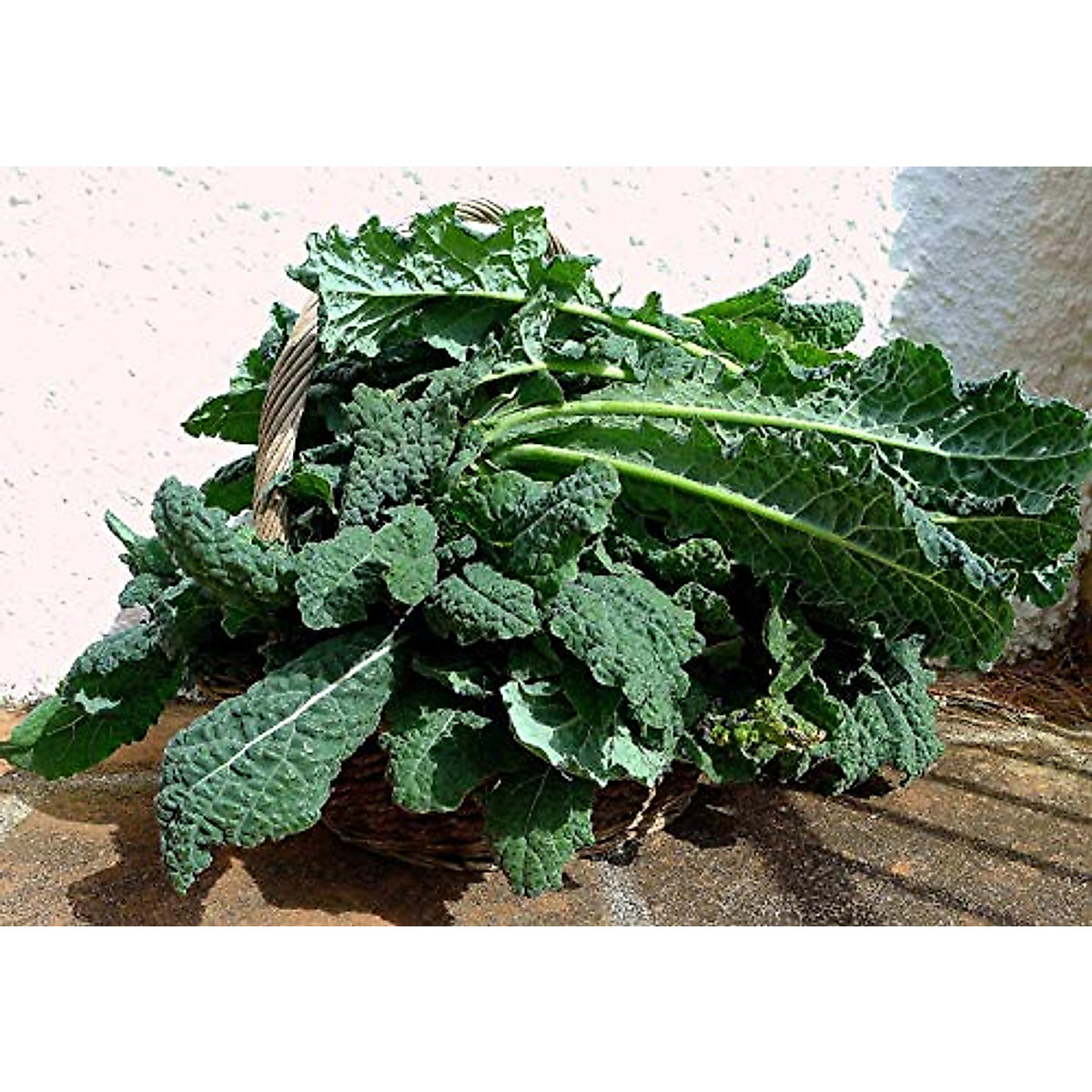 Gaea's Blessing Seeds - Lacinato Kale Seeds - Non-GMO Seeds with Easy to Follow Planting Instructions - Open Pollinated, 94% Germination Rate