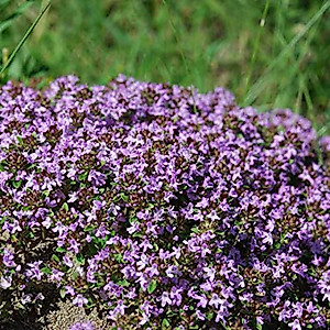 200pcs Creeping Thyme Bonsai, Rare Color Rock CRESS Plant Perennial Ground Cover Flower Natural Growth for Home Garden - (Color: Colour A3)