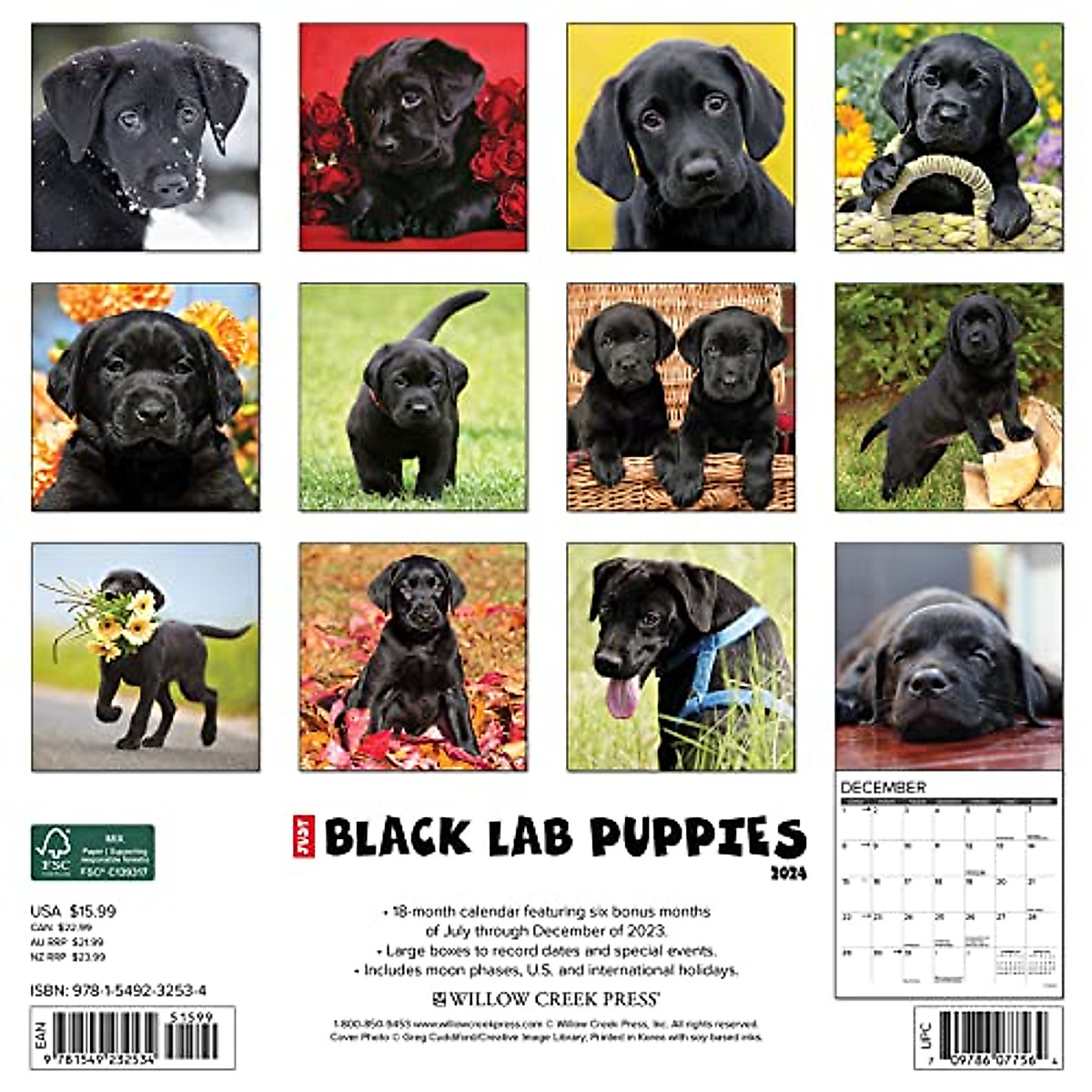 Willow Creek Press Black Lab Puppies Monthly 2024 Wall Calendar (12" x 12")