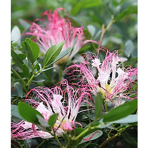 From You Flowers - Powder Puff Indoor Potted Bonsai for Birthday, Anniversary, Get Well, Congratulations, Thank You