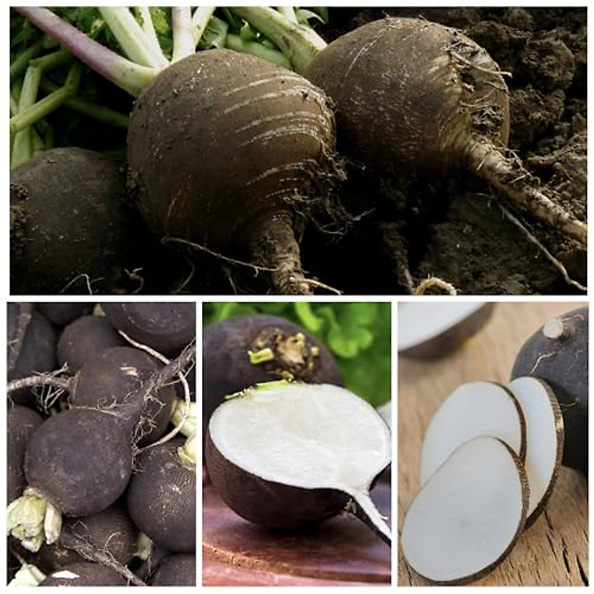 Seed Needs, Black Spanish Radish Seeds - 500 Heirloom Seeds for Planting Raphanus sativus - Non-GMO & Untreated (2 Packs)