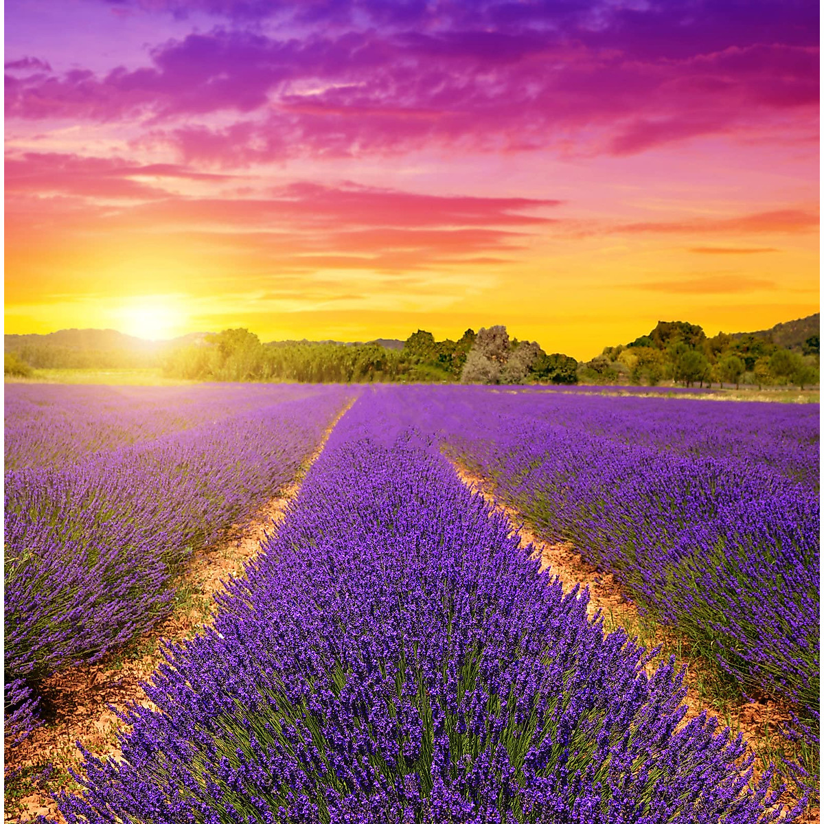 5000+ Lavender Seeds Non-GMO Heirloom Perennial Herb Seeds 90% Germination Lavender Seeds for Planting Indoors, Outdoors