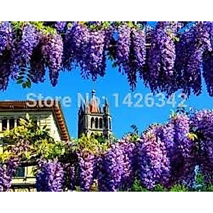 15pcs/lot Purple Chinese Wisteria Vine Seed Garden Potted Flower