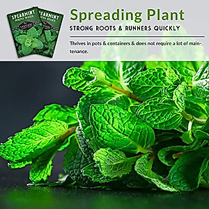 Survival Garden Seeds - 3 Packs Spearmint Seed for Planting - Mentha Spicata with Instructions to Plant Delicious Herbs and Grow Your Home Herb Garden - Non-GMO Heirloom Variety