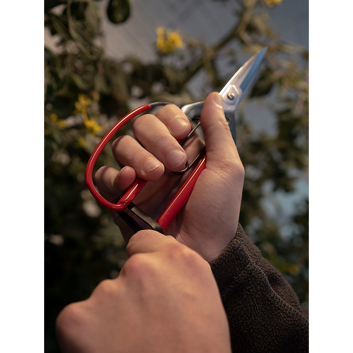 CHIKAMASA professional horticultural pine needles scissors T-710GDX (japan import)