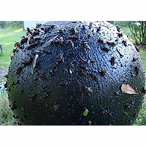 Bug Ball 2 Pack Deluxe Kit Complete- Odorless Eco-Friendly Biting Fly and Insect Killer with NO Pesticides or Electricity Needed, Kid and Pet Safe