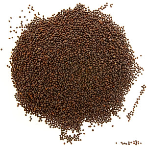 Broccoli Seeds for Sprouting & Microgreens | Calabrese Variety | Non GMO & Heirloom Seeds | Bulk 1 LB Resealable Bag | Rainbow Heirloom Seed Co.