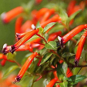 YEGAOL Garden 15Pcs CUPHEA Seeds Cigar Plant Firecracker Plant Cuphea Ignea Perennial Annual Deer Resistant Non-GMO Flower Seeds Potted Garden Plant
