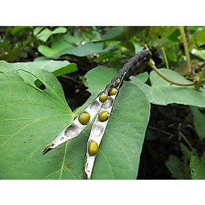 Whole dried Mung Beans aka 'Green Gram' 'Maash' 'Moong' Prewashed Clean Ready to Cook non GMO (Natural, 10 Pound)