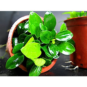 Anubias petite 25~35 leaves - Live aquaric plant fish tank(The plant pot excluded)No pesticides