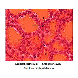 Prepared Epithelium Types Microscope Slides Set, Excellent 11pcs Specimens Representing The Major Types of Epithelium