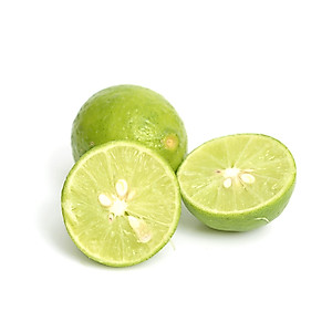 Gerald Winters and Son Key Lime Tree Starter Plant . Citrus aurantifolia. 3” - 5”