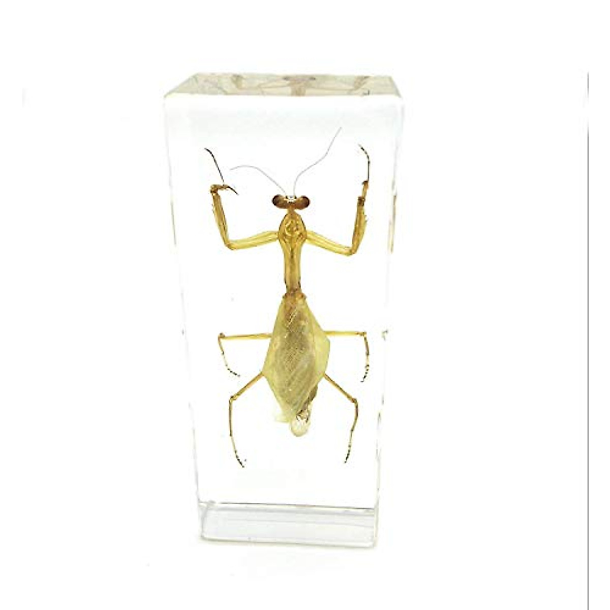 Praying Mantis(Mantis)(rearhorse) Paperweight Specimen Science Education Specimens(4.4x1.6x1.1")
