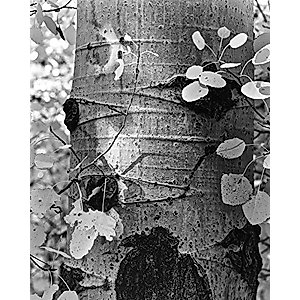 Quaking Aspen Detail, Walker Lake (#2)