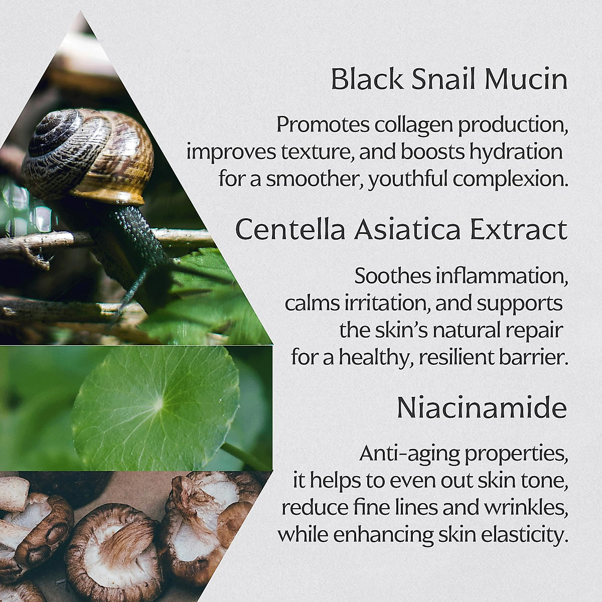 MIZON Black Snail All In One Cream Intensive Korean Skin Care Facial Moisturizing Snail Mucin Extract (2.54 fl oz)