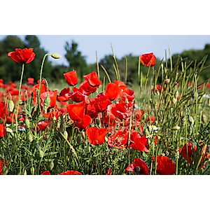 Poppy Seeds for Planting, 80000+ Poppy Flower Seed for Outdoors