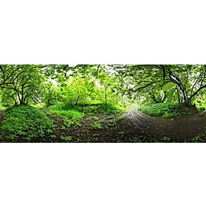 Posterazzi Green forest Saint-Blaise-sur-Richelieu Quebec Canada Poster Print, (15 x 6)