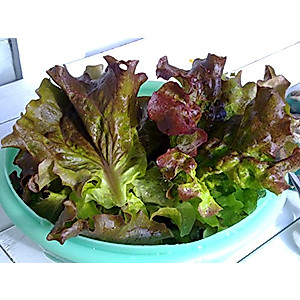 Red Romaine Lettuce Seeds- Heirloom- 2,000+ Seeds by Ohio Heirloom Seeds