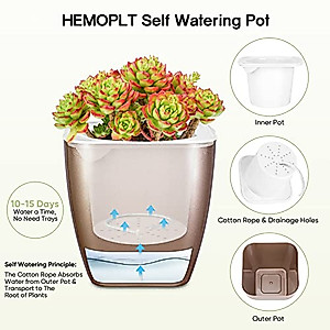 HEMOPLT Self Watering Plant Pots for Indoor Plants - Planters - Pack of 6 4" & 5" African Violet Pots - Orchid Pots - Champagne Gold - Silver - Rose Gold