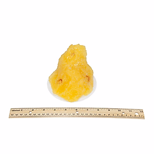 Nasco WA07173 Human Body Fat Replica with Display Base, 1 lb.