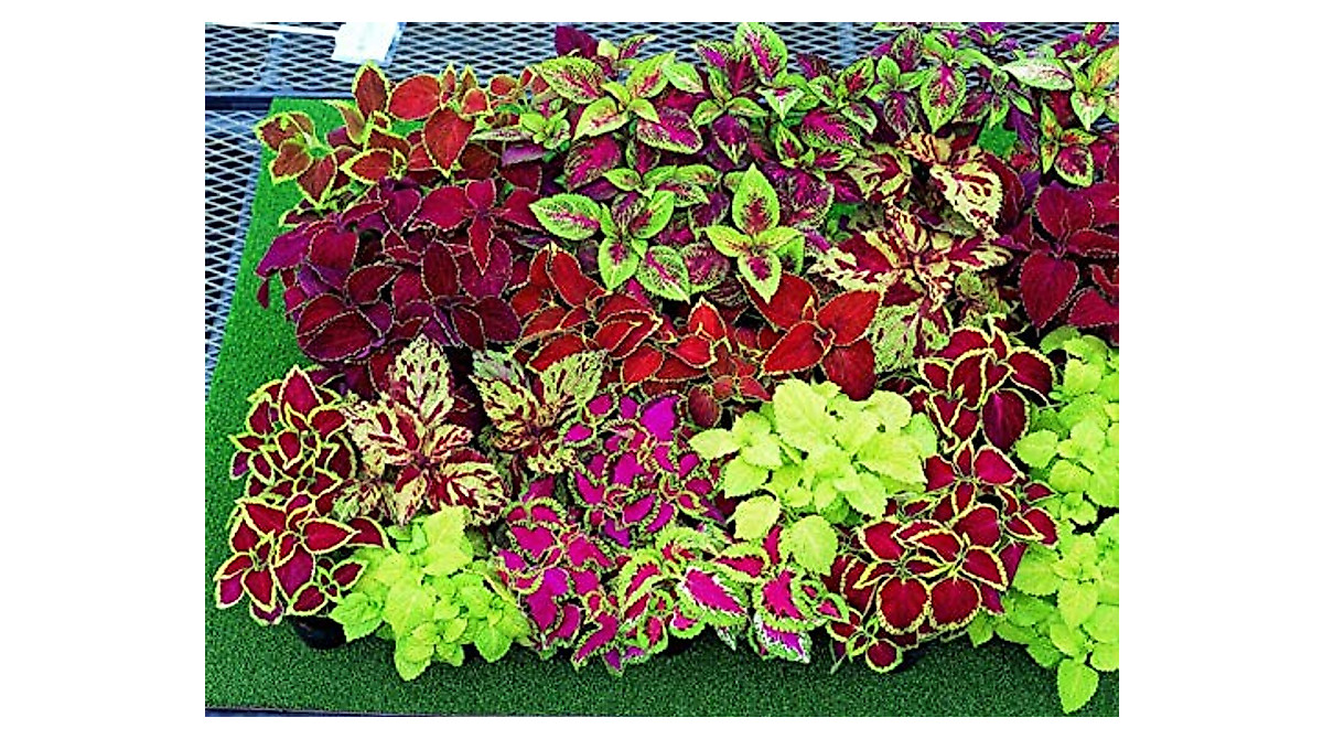 Rainbow Coleus Seeds - 100+ Mixed Perennial Foliage