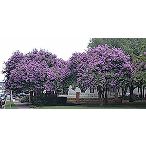 4 Pack Muskogee (Lavender) Crape Myrtle Trees - 4 Live Plants - Quart Containers