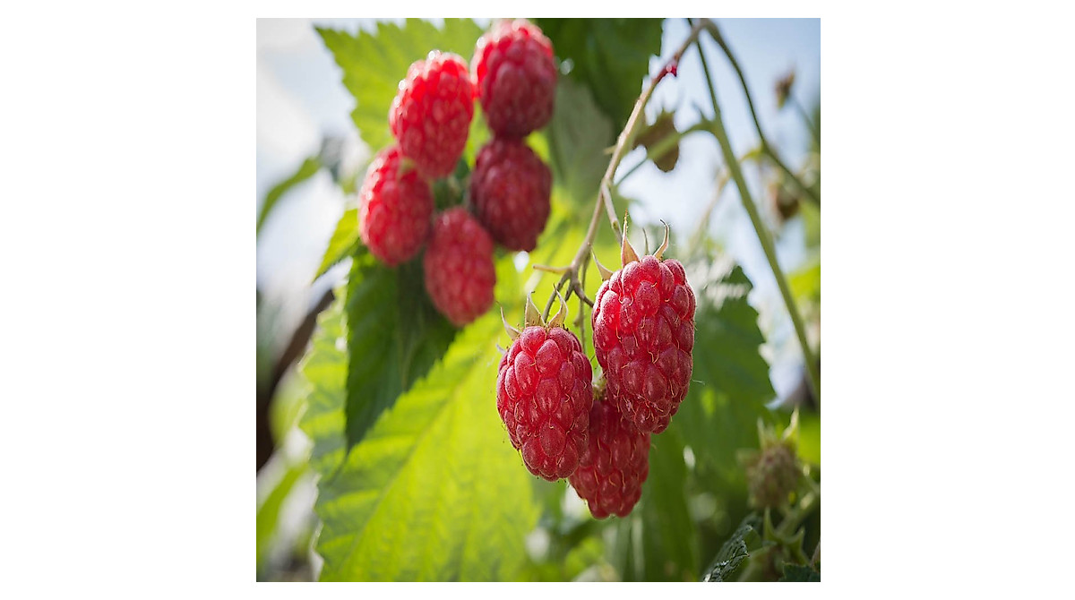Heritage Red Raspberry Plant - Everbearing & High Yielding