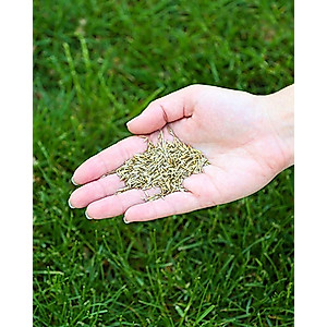 Twin City Seed Co. Bee Lawn Mix, Grass & Flower Mixture, 1 lb Bag