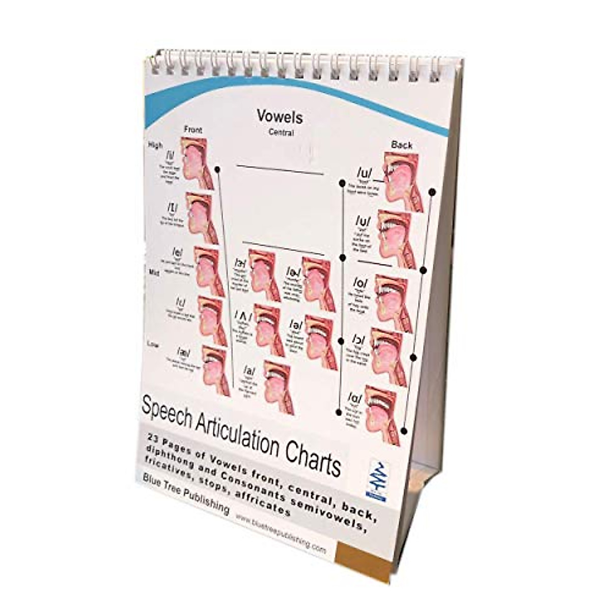 Speech Articulation Anatomy Flip Charts
