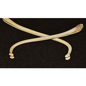 Three - Real Raccoon Penile Penis Baculum Bone Jumbo 4.5" - 5" (Three Pieces)