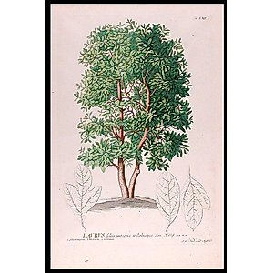 Laurus [Laurel]