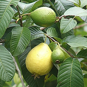 Guava, Psidium Guajava, 50 Tree Seeds (Edible Fruit, Fast Growing)