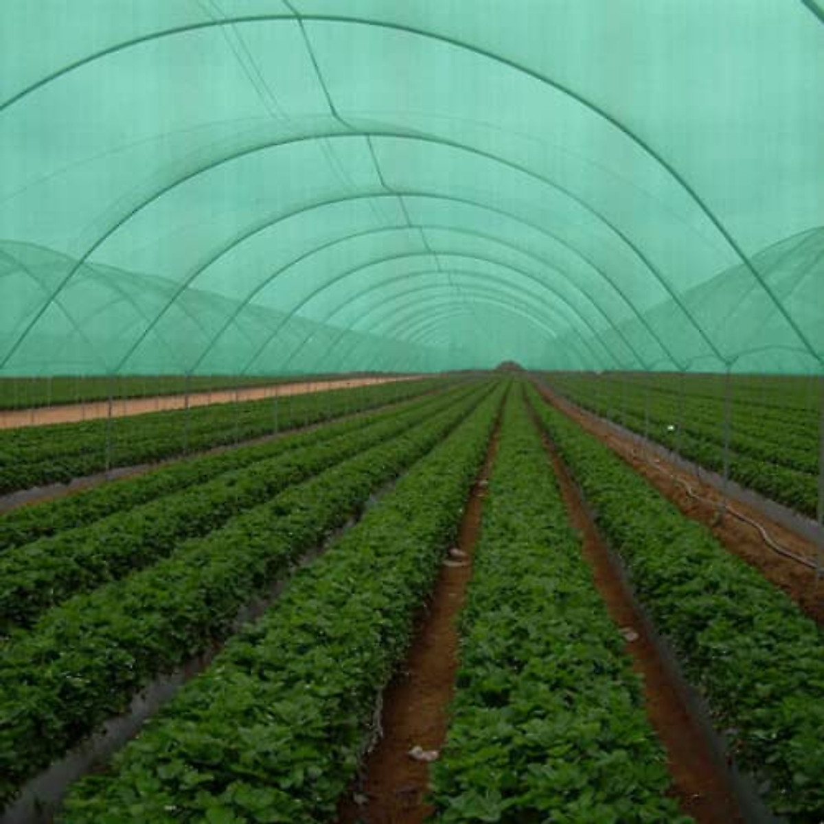 Farm Plastic Supply - Green Shade Cloth - 70% - (6' x 10') - Mesh Fabric for Fence Privacy Screen, Garden Shade, Mesh Fence Screening, Shade Cloth Rolls, Wind Screen