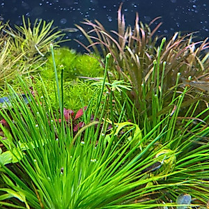 Greenpro | Polaris Eriocaulon Cinerum Tissue Culture Live Aquarium Plants Midground for Fish Tank Decoration