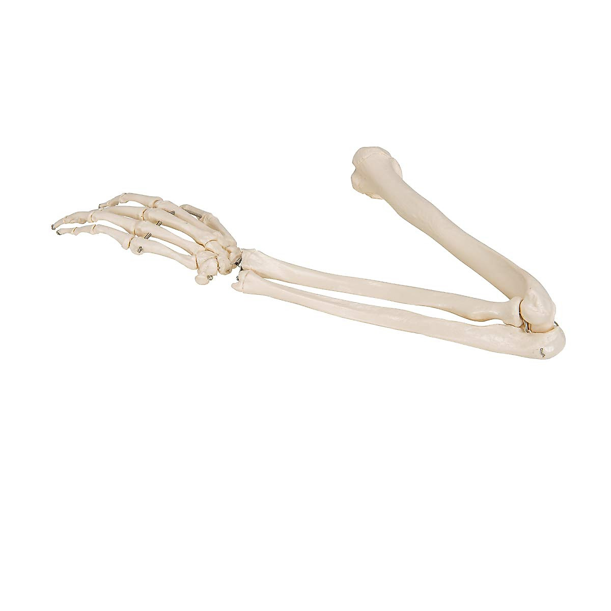 3B Scientific A45 Arm Skeleton - 3B Smart Anatomy