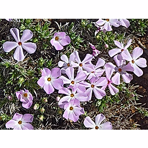 Mountain Phlox Flower Seeds, 1000+ Flower Seeds Per Packet, Non GMO & Heirloom Seeds, (Isla's Garden Seeds), Scientific Name: Phlox stansburyi